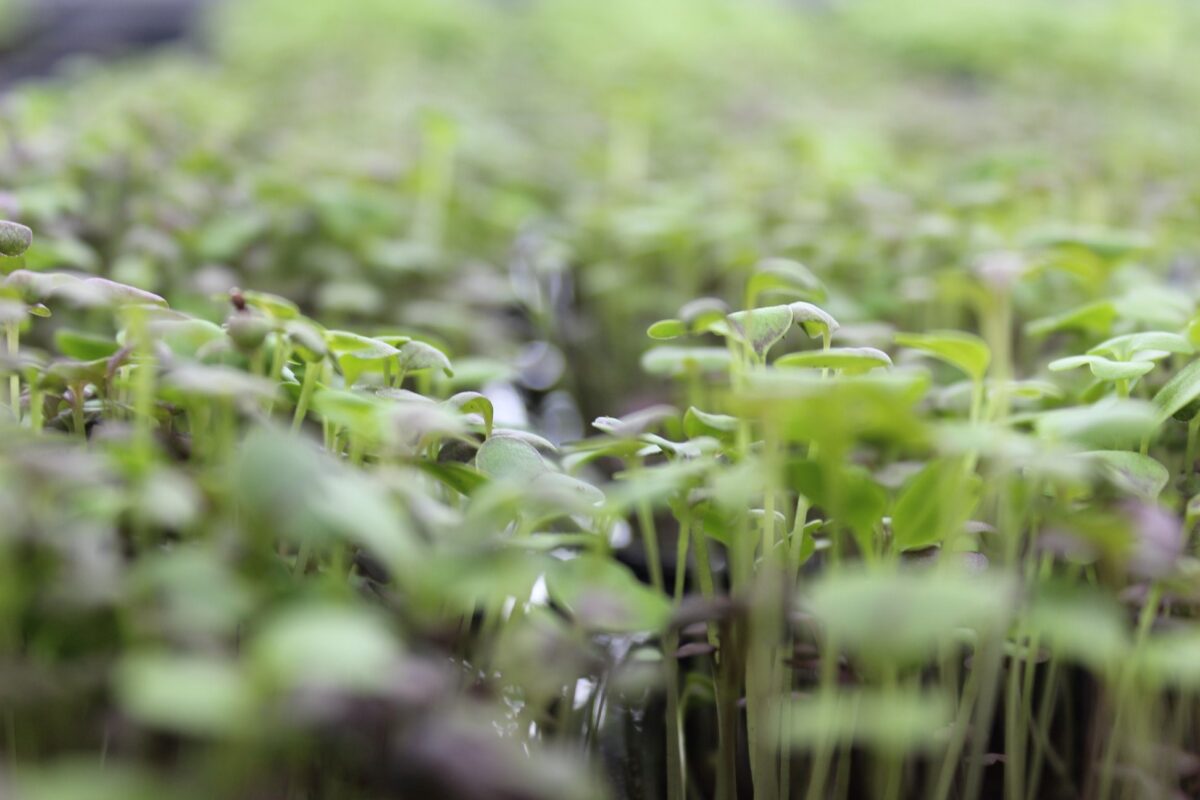 Salade de pousses de la Ferme urbaine Agropol - Agriculture Sherbrooke