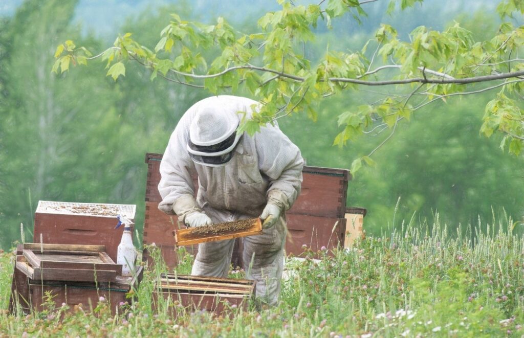 La Miellerie de l’Estrie : amie passionnée des abeilles - Agriculture ...